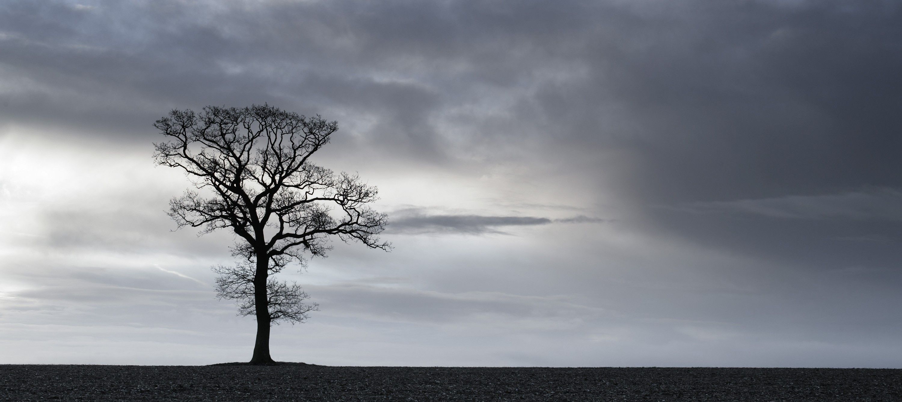 Solitary oak tree on Gander Down, Hampshire, by Colin Roberts.